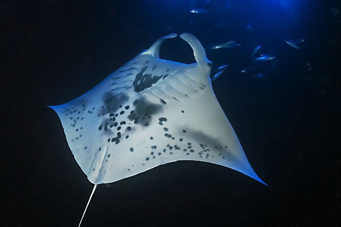 Sunset Manta Ray Tour in Kailua-Kona - Final Thoughts: Is It Worth It?
