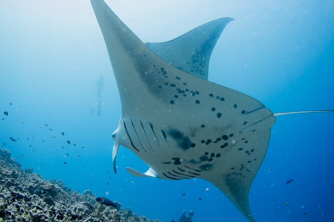 Sunset Manta Ray Tour in Kailua-Kona - Frequently Asked Questions