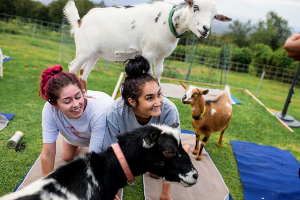 Sunset Maui Goat Yoga with Live Music - Key Points