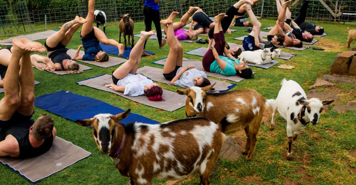 Sunset Maui Goat Yoga with Live Music - What Is the Maui Goat Yoga Experience?