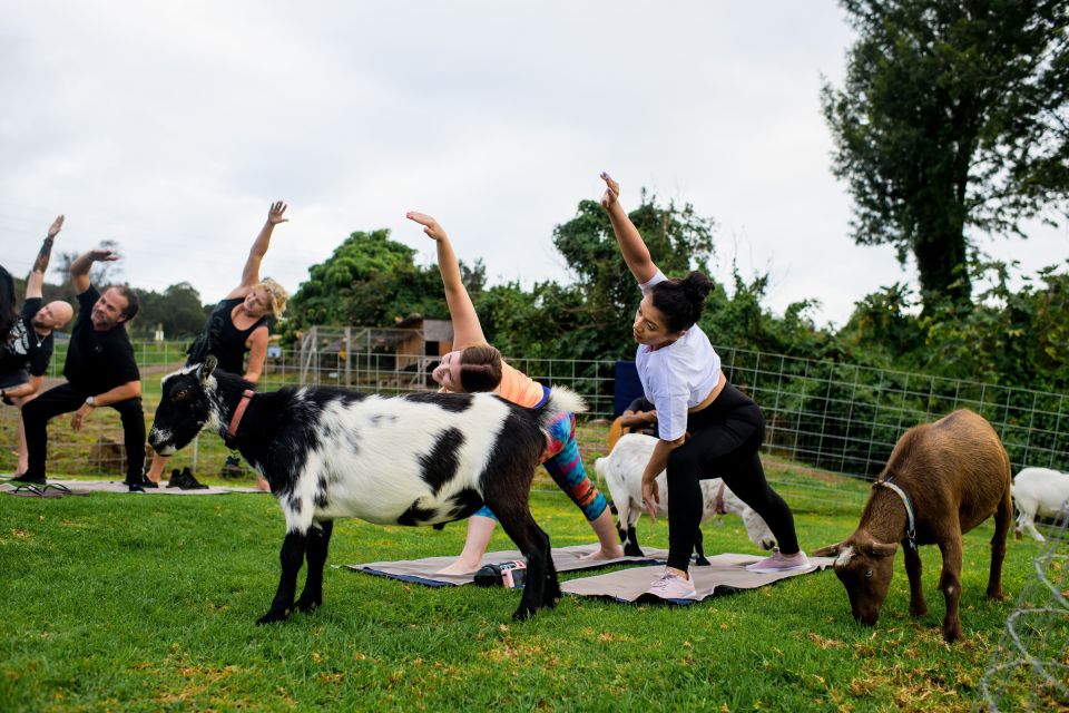Sunset Maui Goat Yoga with Live Music - The Itinerary in Detail
