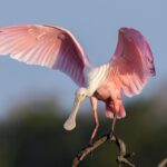 Sunset Private Boat Trip in Naples FL with Secluded Island Stop with your Dog - Who This Tour Is Best For
