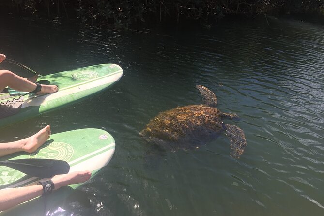 Sunset Stand Up Paddle with Photos and Turtles - The Sum Up