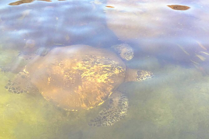 Sunset Stand Up Paddle with Photos and Turtles - FAQ