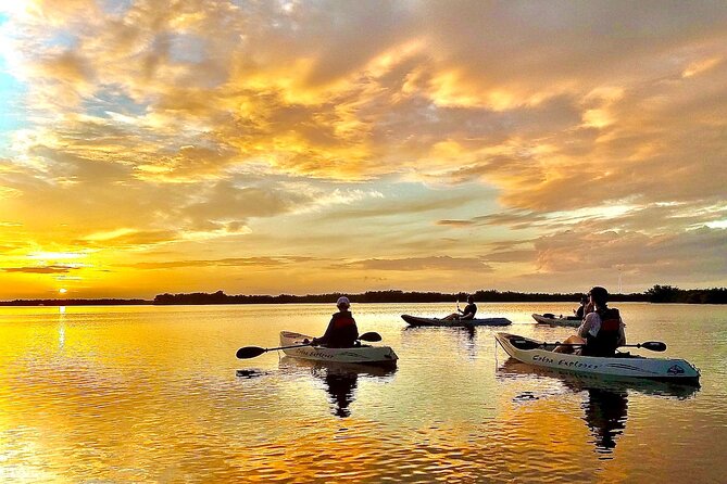 Sunset Tour Mangrove, Dolphins, Manatee #1 Rated in Cocoa Beach - Key Points  