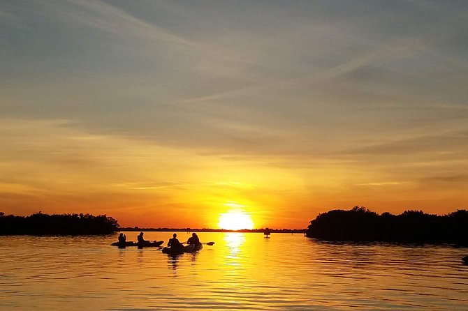 Sunset Tour Mangrove, Dolphins, Manatee #1 Rated in Cocoa Beach - The Unpredictability of Wildlife Encounters