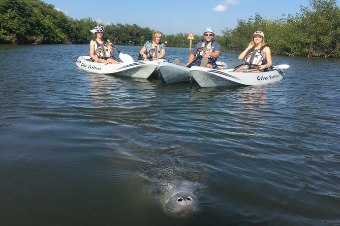 Sunset Tour Mangrove, Dolphins, Manatee #1 Rated in Cocoa Beach - Who Will Love This Tour?