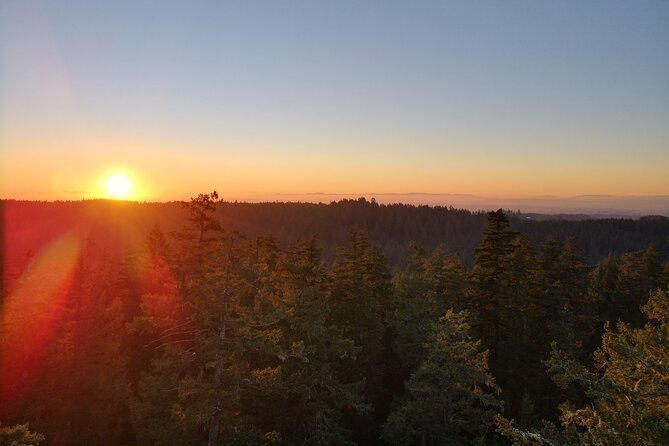 Sunset Tree Climb at Silver Falls State Park - Sunset Tree Climb at Silver Falls State Park: An Unforgettable Canopy Adventure