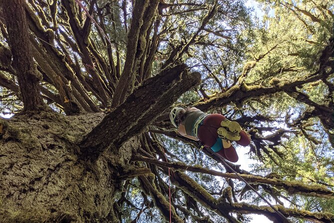 Sunset Tree Climb at Silver Falls State Park - Key Points