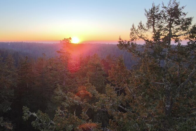 Sunset Tree Climb at Silver Falls State Park - What to Expect from the Sunset Tree Climb Adventure