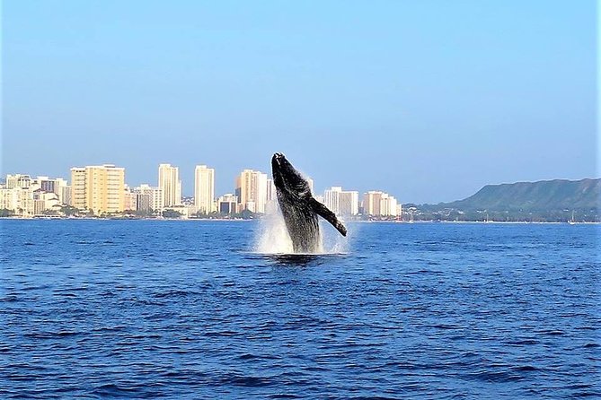 Sunset Whale Watch in Waikiki, Whales Guaranteed or Free Return - Authentic Insights from Reviewers