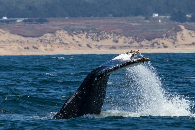 Sunset Whale Watch Tour in Monterey - The Experience: What to Expect on the Sunset Whale Watch Tour