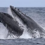 Sunset Whale Watch Tour in Monterey - The Guides and Crew: Knowledgeable and Approachable
