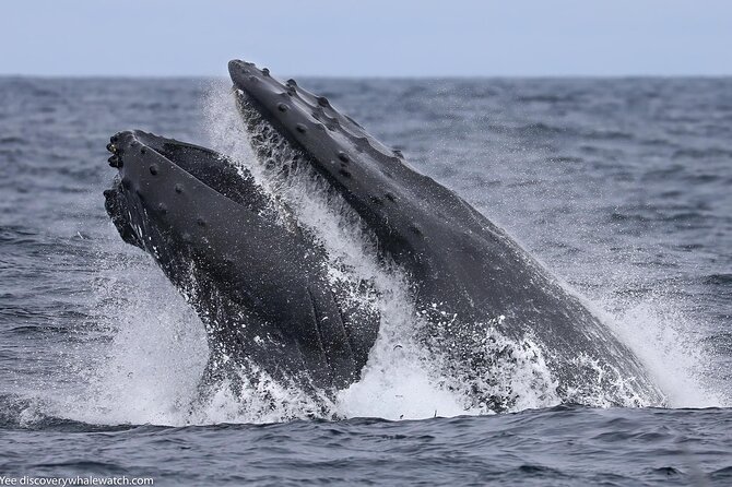 Sunset Whale Watch Tour in Monterey - The Guides and Crew: Knowledgeable and Approachable