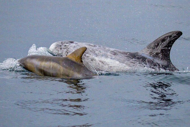 Sunset Whale Watch Tour in Monterey - Who Would Love This Tour?