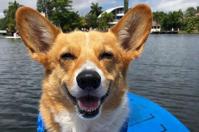 SUP PUP Paddleboard Tour - Who Would Love This Tour?