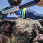 SUP Rental - What to Expect from Your SUP Rental in San Diego