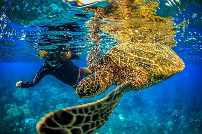 Super Raft - Private Charter Maui 3 Hour Snorkel to Coral Gardens or Molokini - Who Will Love This Tour?