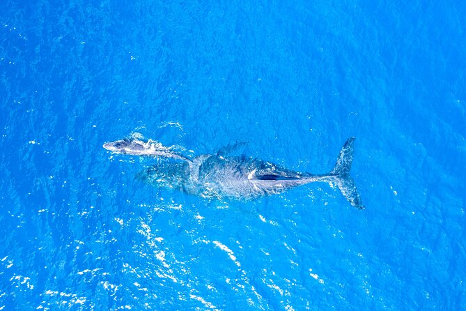 Super Raft - Private Charter Maui 3 Hour Snorkel to Coral Gardens or Molokini - Final Thoughts
