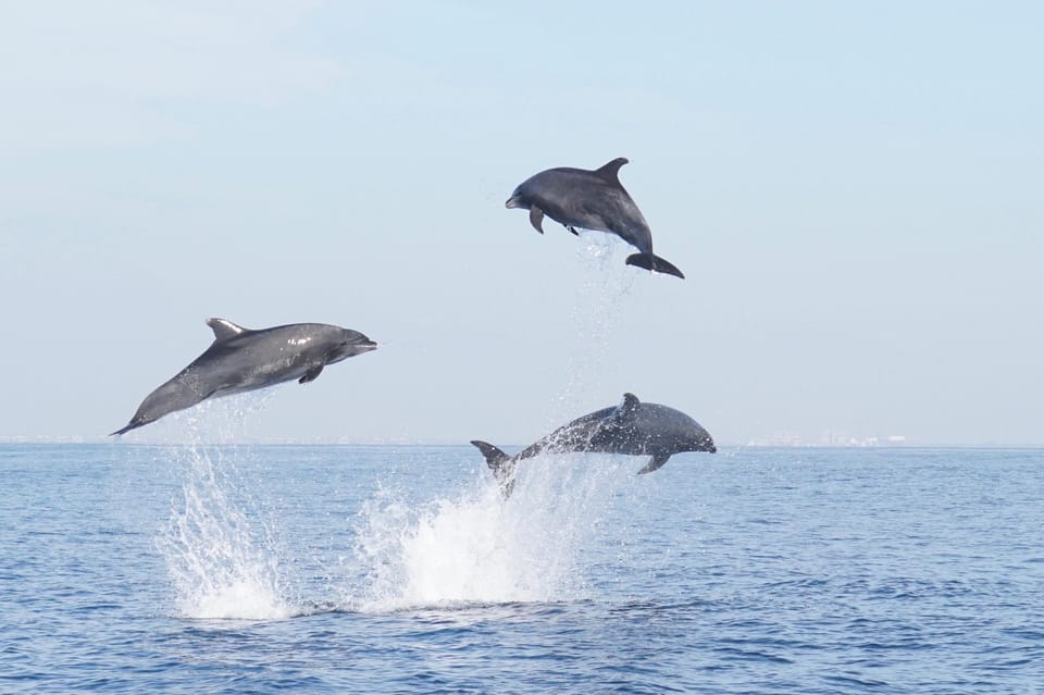 Superior 2hr Private Whale & Dolphin Watching Newport Beach - Key Points