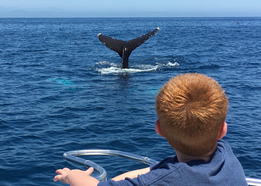 Superior 2hr Private Whale & Dolphin Watching Newport Beach - The Experience: What to Expect on the 2-Hour Private Tour