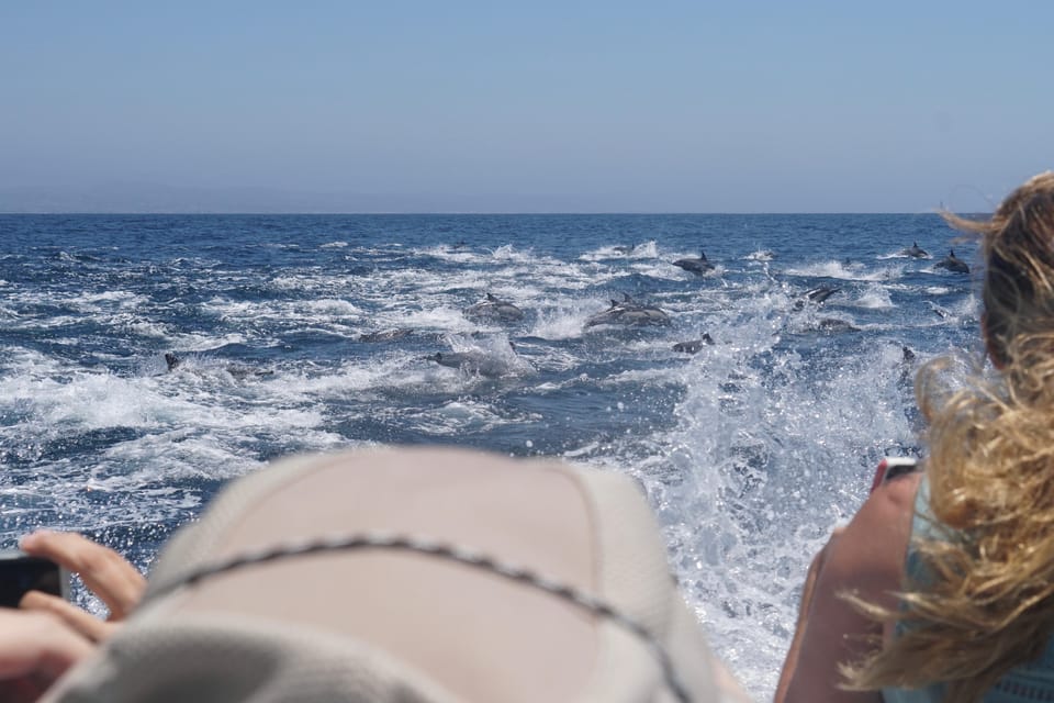 Superior 2hr Private Whale & Dolphin Watching Newport Beach - The Value of This Private Whale & Dolphin Tour
