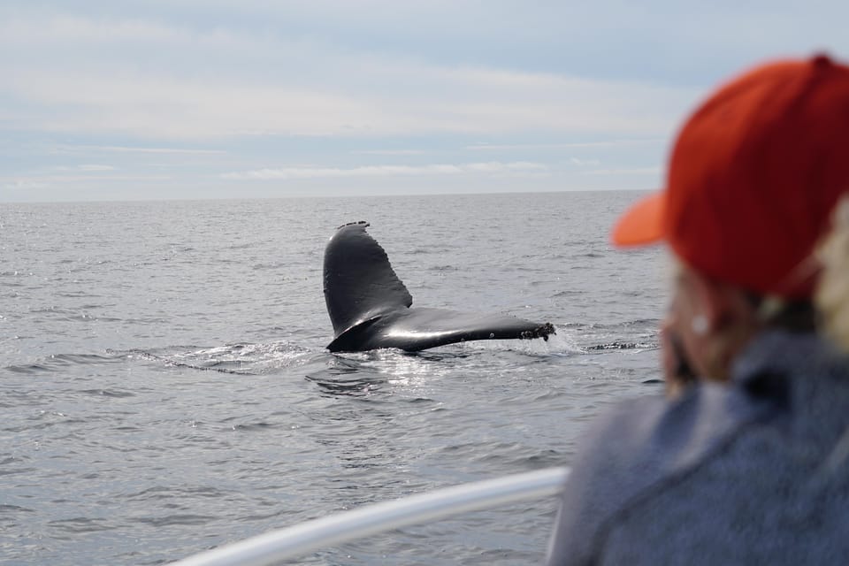 Superior 2hr Private Whale & Dolphin Watching Newport Beach - Detailed Breakdown of the Tour