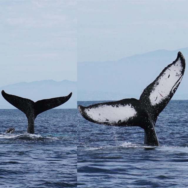 Superior 2hr Private Whale & Dolphin Watching Newport Beach - Authentic Insights from Reviewers