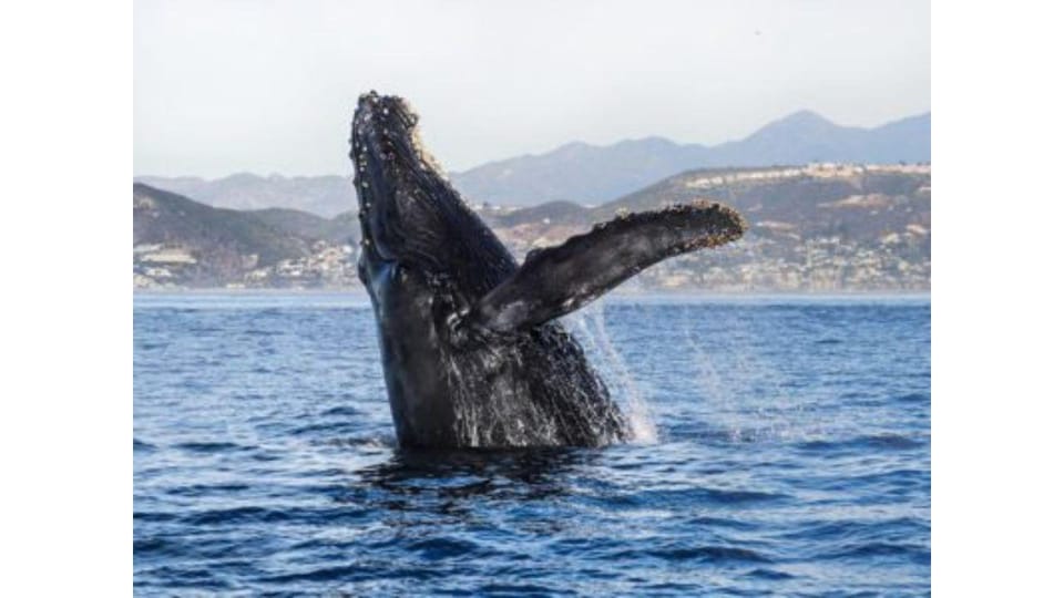 Superior 2hr Private Whale & Dolphin Watching Newport Beach - Final Thoughts