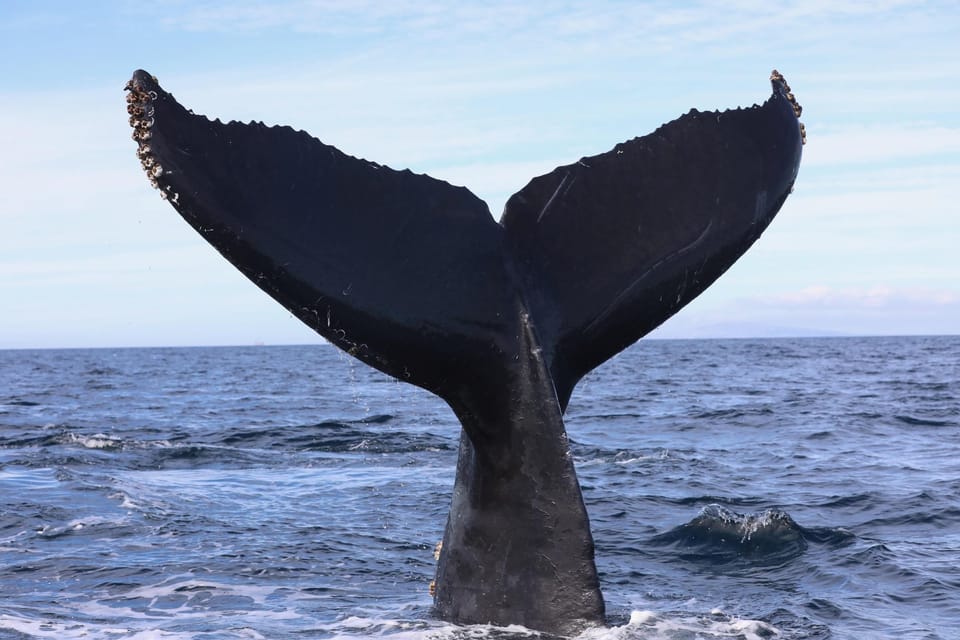 Superior 2hr Private Whale & Dolphin Watching Newport Beach - Frequently Asked Questions