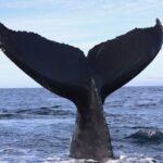 Supreme 2hr Whale/Dolphin Watching Newport Beach, 6 person max - Practical Details and Price Analysis