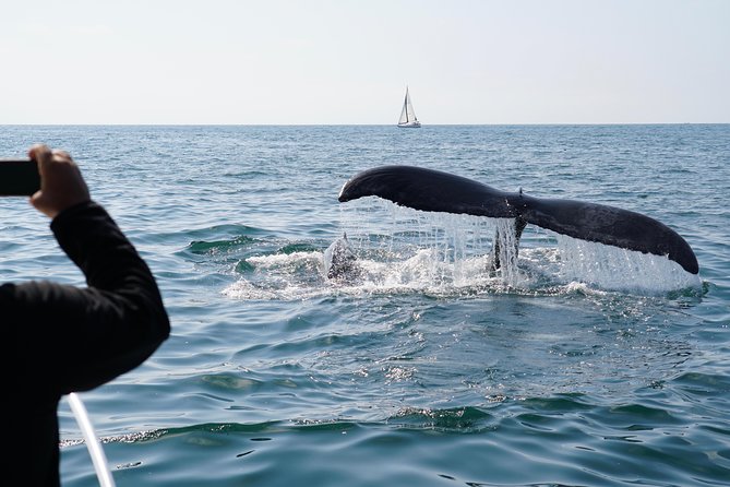 Supreme 2hr Whale/Dolphin Watching Newport Beach, 6 person max - Authentic Experiences from Reviewers