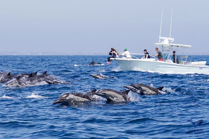 Supreme 2hr Whale/Dolphin Watching Newport Beach, 6 person max - The Sum Up