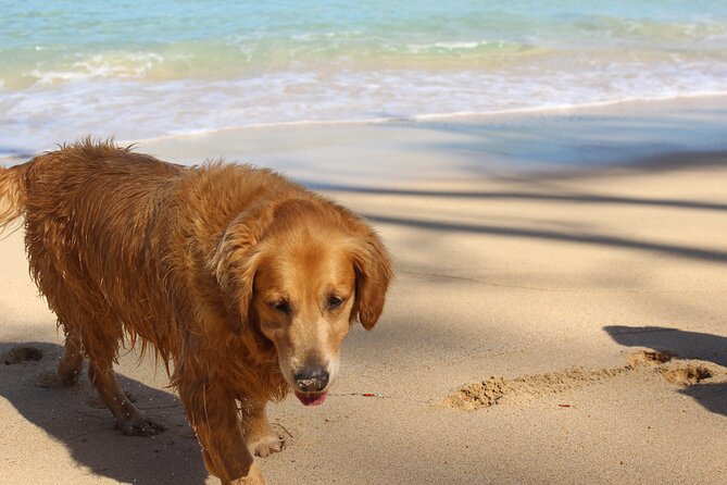 Surf Lessons on the North Shore of Oahu - What to Expect: A Step-by-Step Breakdown
