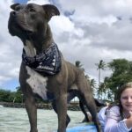 Surf with a Service Animal - The Itinerary in Detail