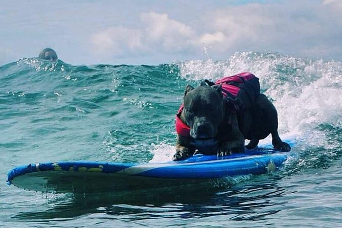 Surf with a Service Animal - Who Will Love This Tour?