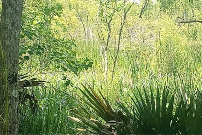 Swamp - Eco - Cruise and Walking Tour - The Sum Up