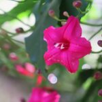 Swim at Oahu Waterfall in Waimea with Coffee, Lunch and Dole - Practical Tips for Travelers