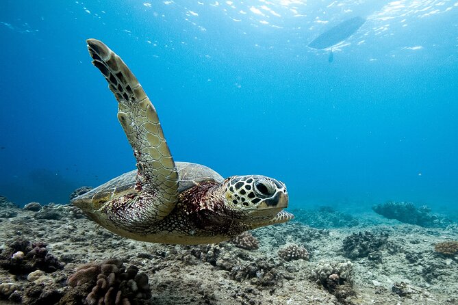 Swim With Dolphins & Turtles in West Oahu (Semi-Private Tours) - Analyzing the Value