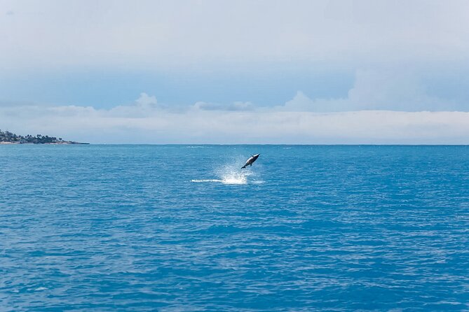 Swim With Dolphins & Turtles in West Oahu (Semi-Private Tours) - FAQ