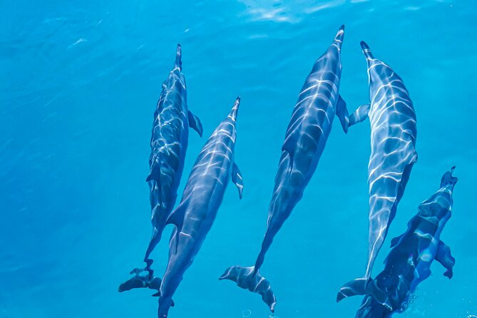 Swim With Dolphins & Turtles in West Oahu (Semi-Private Tours) - Final Thoughts