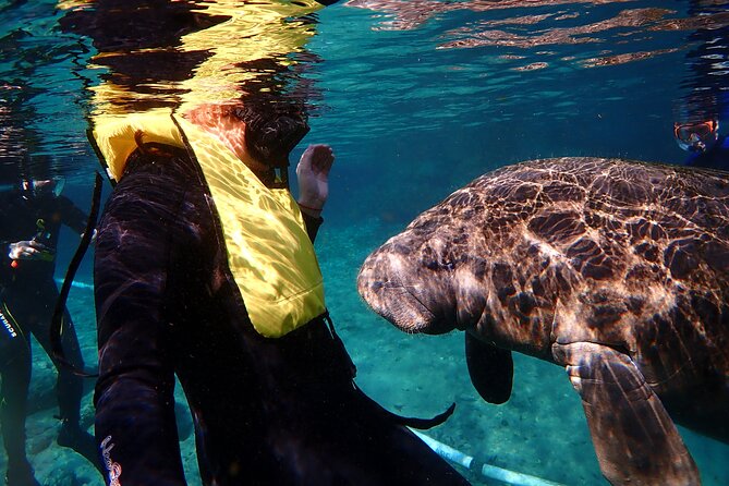 Swim with Manatees: Eco-Educational Tour in Crystal River - What to Expect from the Crystal River Manatee Tour