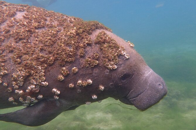 Swim with Manatees: Eco-Educational Tour in Crystal River - Snorkeling with the Manatees