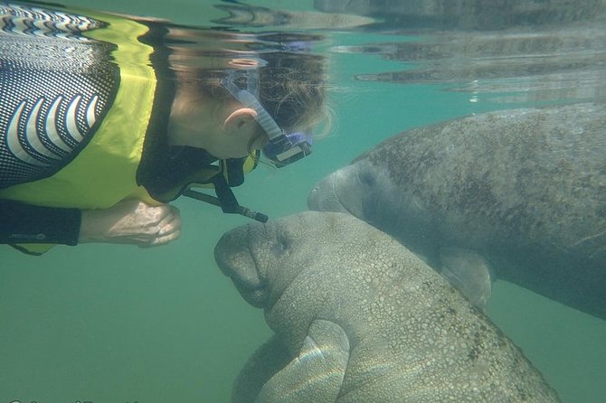 Swim with Manatees: Eco-Educational Tour in Crystal River - Practical Considerations