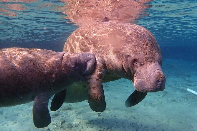 Swim with Manatees: Eco-Educational Tour in Crystal River - Authentic Encounters and Reviewer Insights