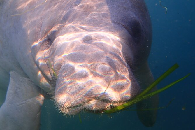 Swim with Manatees: Eco-Educational Tour in Crystal River - Value for Money
