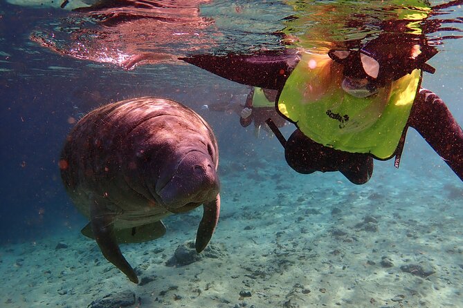 Swim with Manatees: Eco-Educational Tour in Crystal River - Who Will Love This Tour?