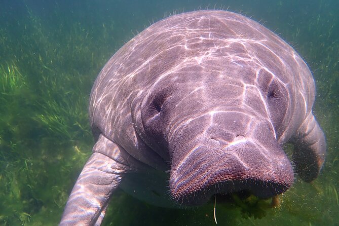 Swim with Manatees: Eco-Educational Tour in Crystal River - Final Thoughts