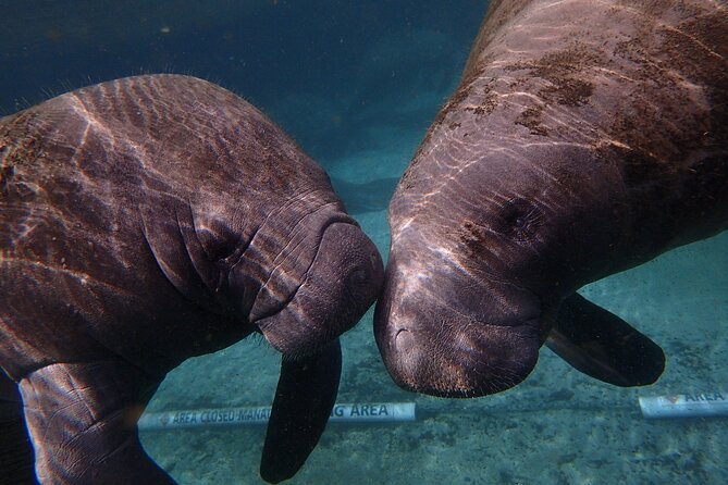 Swim with Manatees: Eco-Educational Tour in Crystal River - FAQ