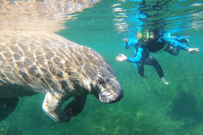 Swim With Manatees In Crystal River, Florida - Key Points  